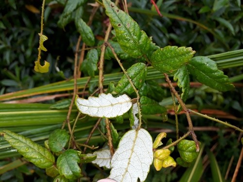 Rubus schmidelioides - PictureThis
