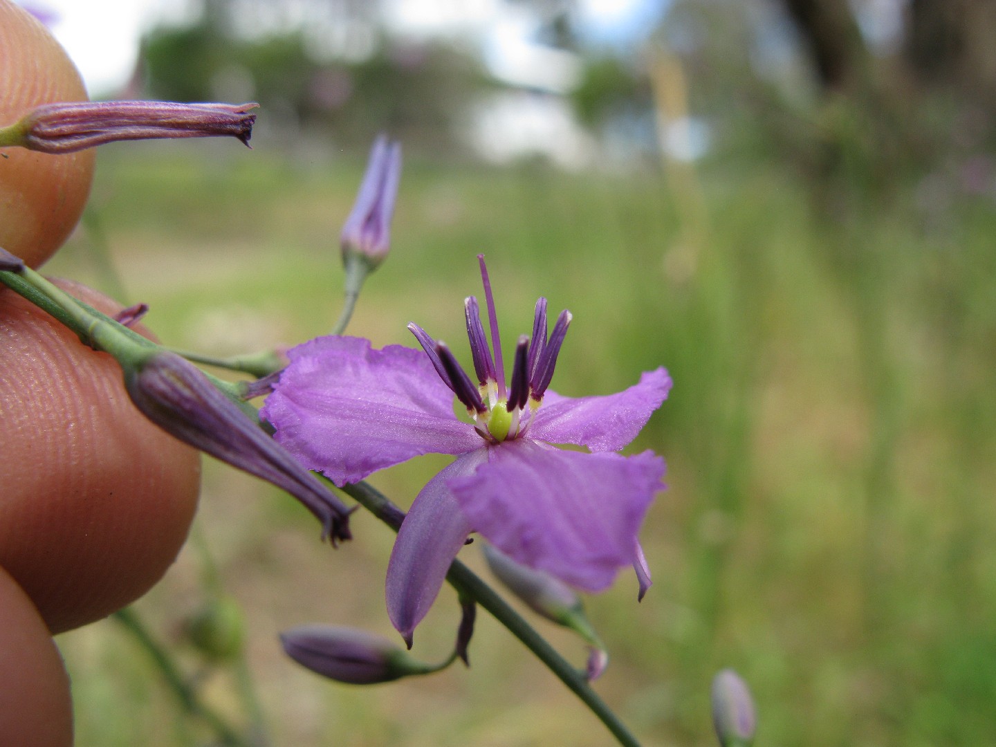 Dichopogon strictus - PictureThis