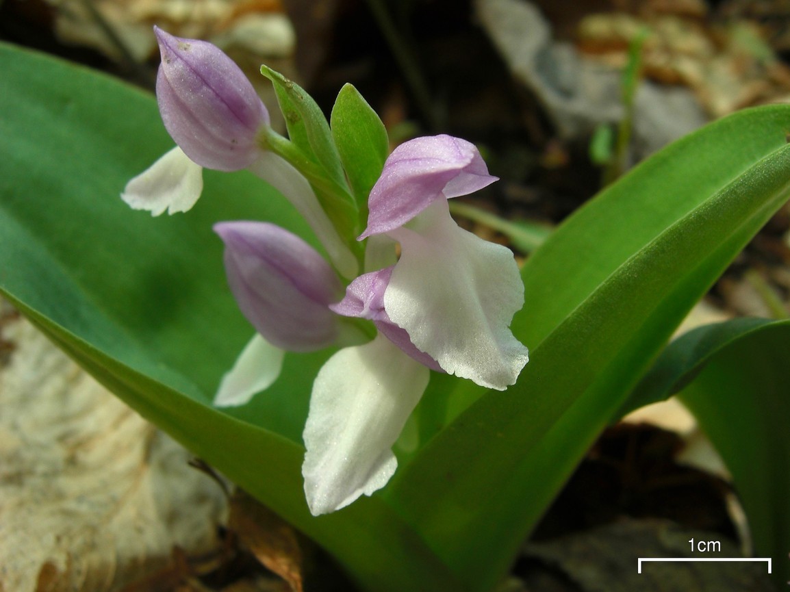 Showy orchis (Galearis spectabilis) Flower, Leaf, Care, Uses - PictureThis