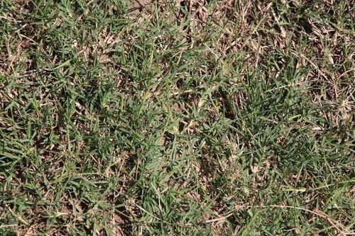 Grama común (Cynodon dactylon) - PictureThis
