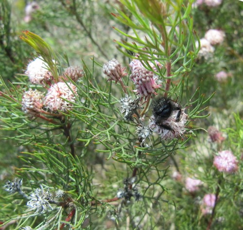 Common pin spiderhead (Serruria fasciflora) Flower, Leaf, Care, Uses ...