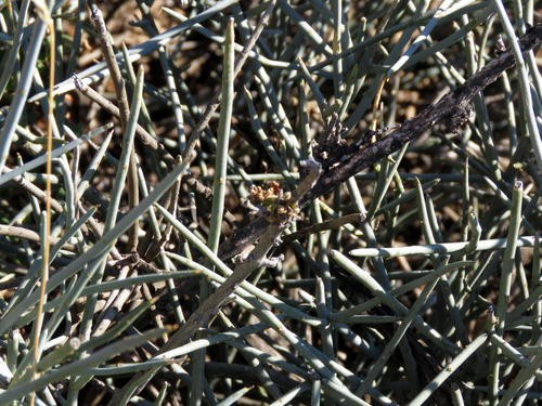 Cadaba aphylla - PictureThis