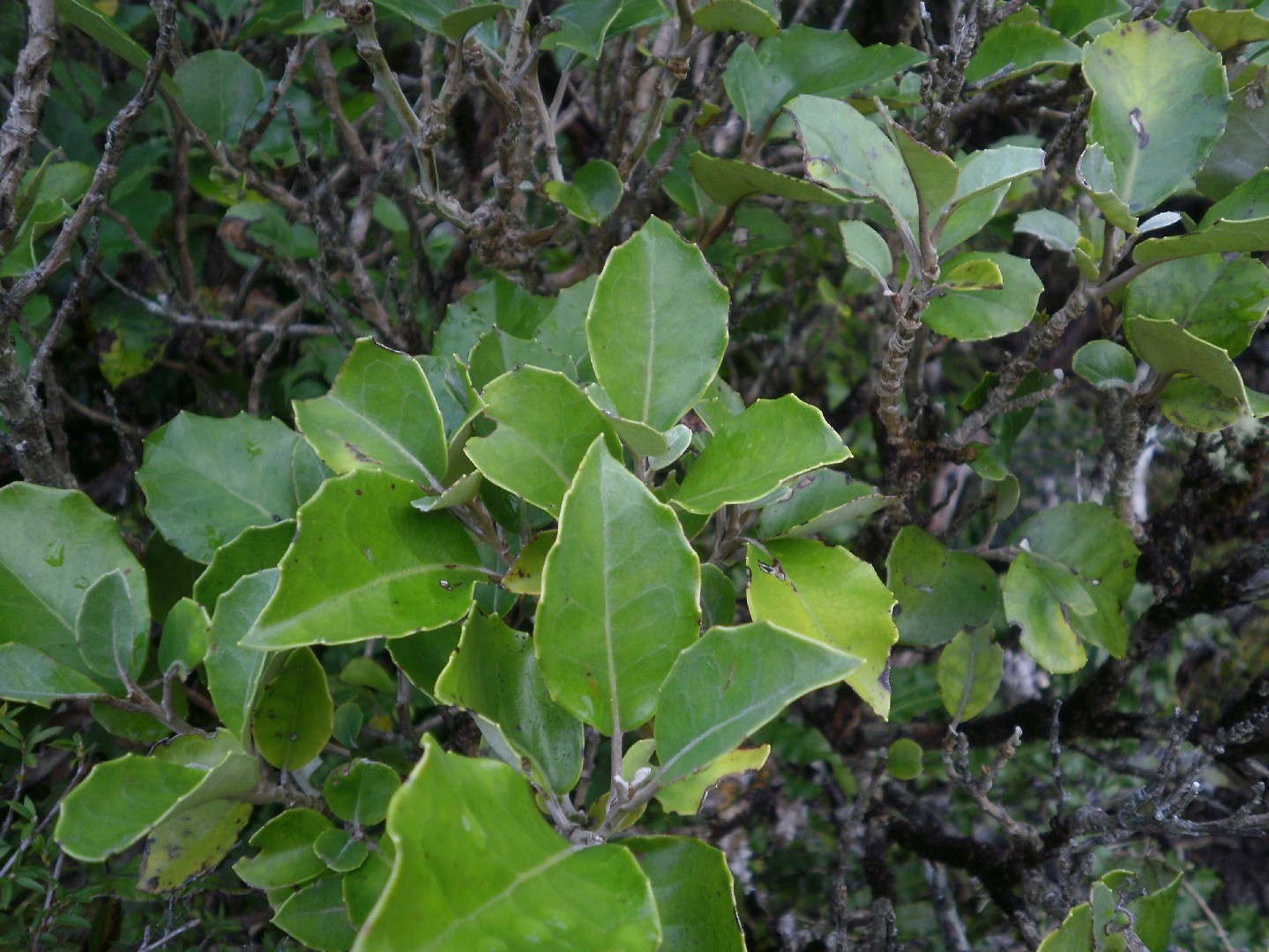 Olearia arborescens - PictureThis