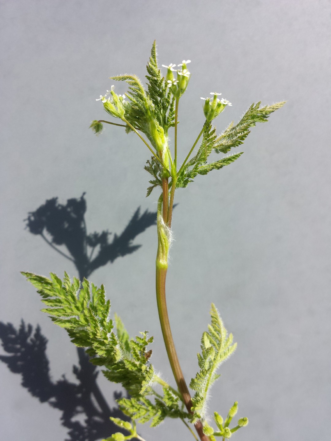 Bur Chervil (Anthriscus caucalis) Flower, Leaf, Care, Uses - PictureThis