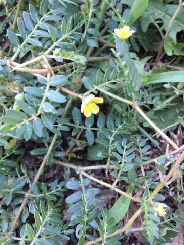 Abrojo (Tribulus terrestris) - PictureThis