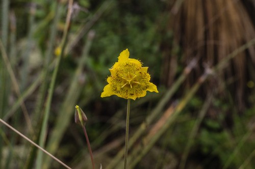 Calochortus barbatus Flower, Leaf, Care, Uses - PictureThis