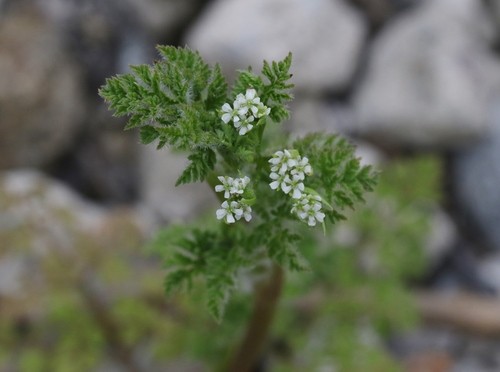Bur Chervil (Anthriscus caucalis) Flower, Leaf, Care, Uses - PictureThis