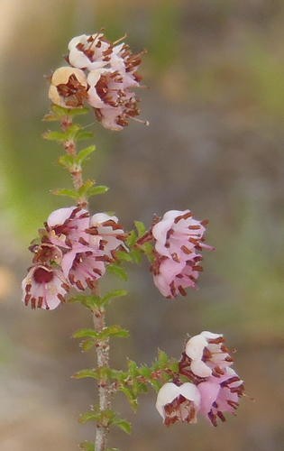 Erica brachycentra Flower, Leaf, Care, Uses - PictureThis
