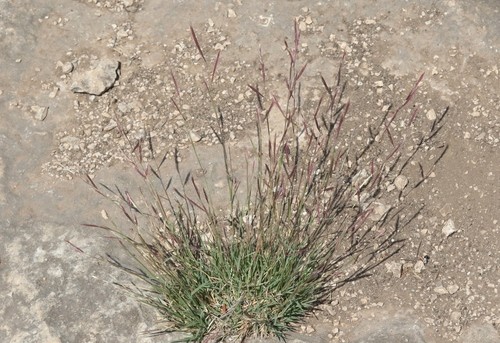 Red Grama Ariana In Onederland First Birthday Party Birthday Party