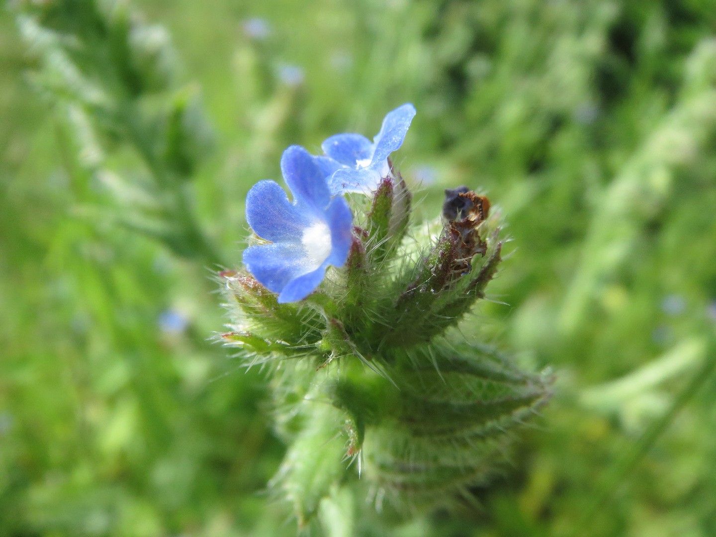 Small bugloss (Lycopsis arvensis) Flower, Leaf, Care, Uses - PictureThis