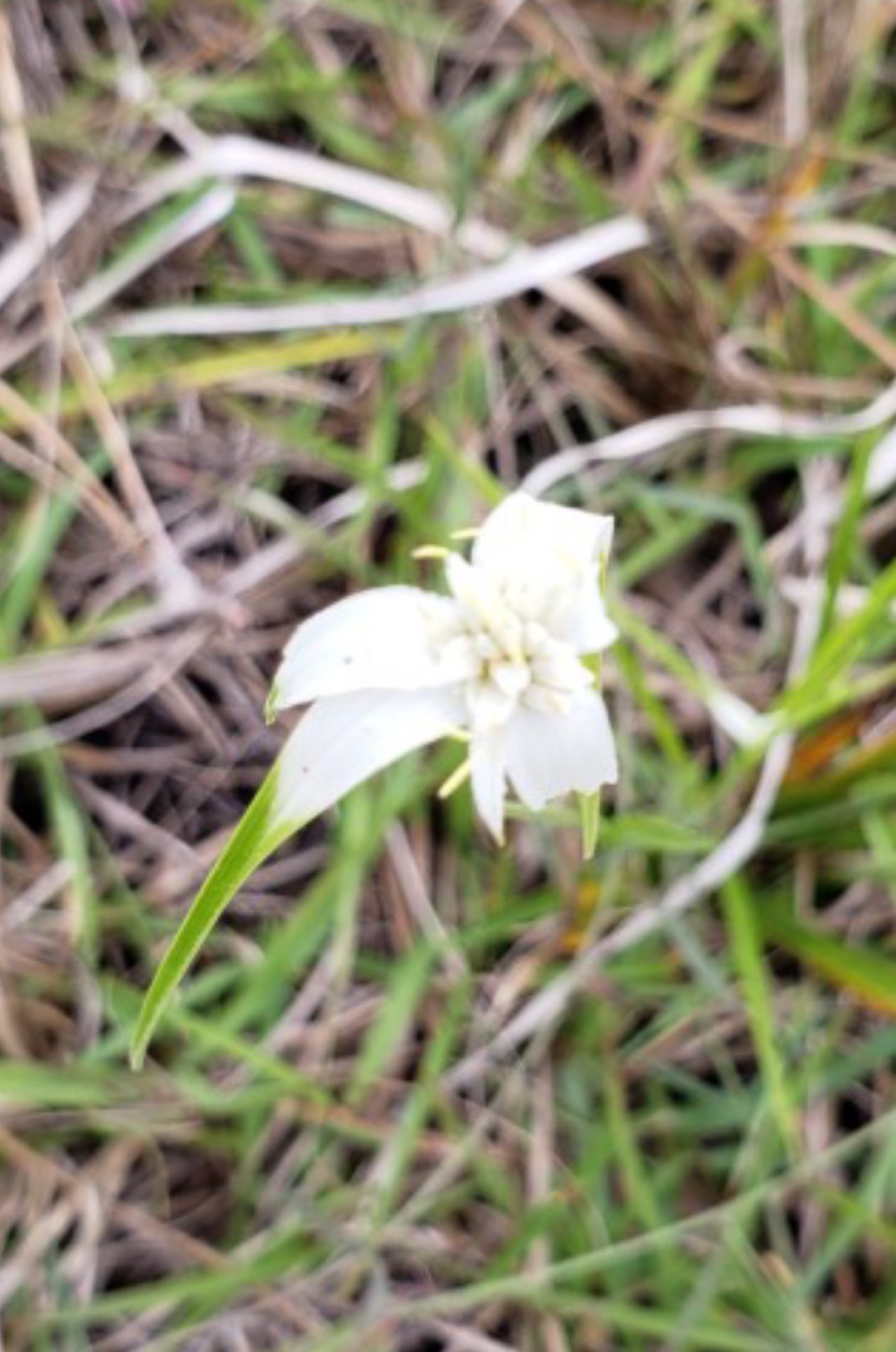 Capim-estrela (Rhynchospora colorata) - PictureThis