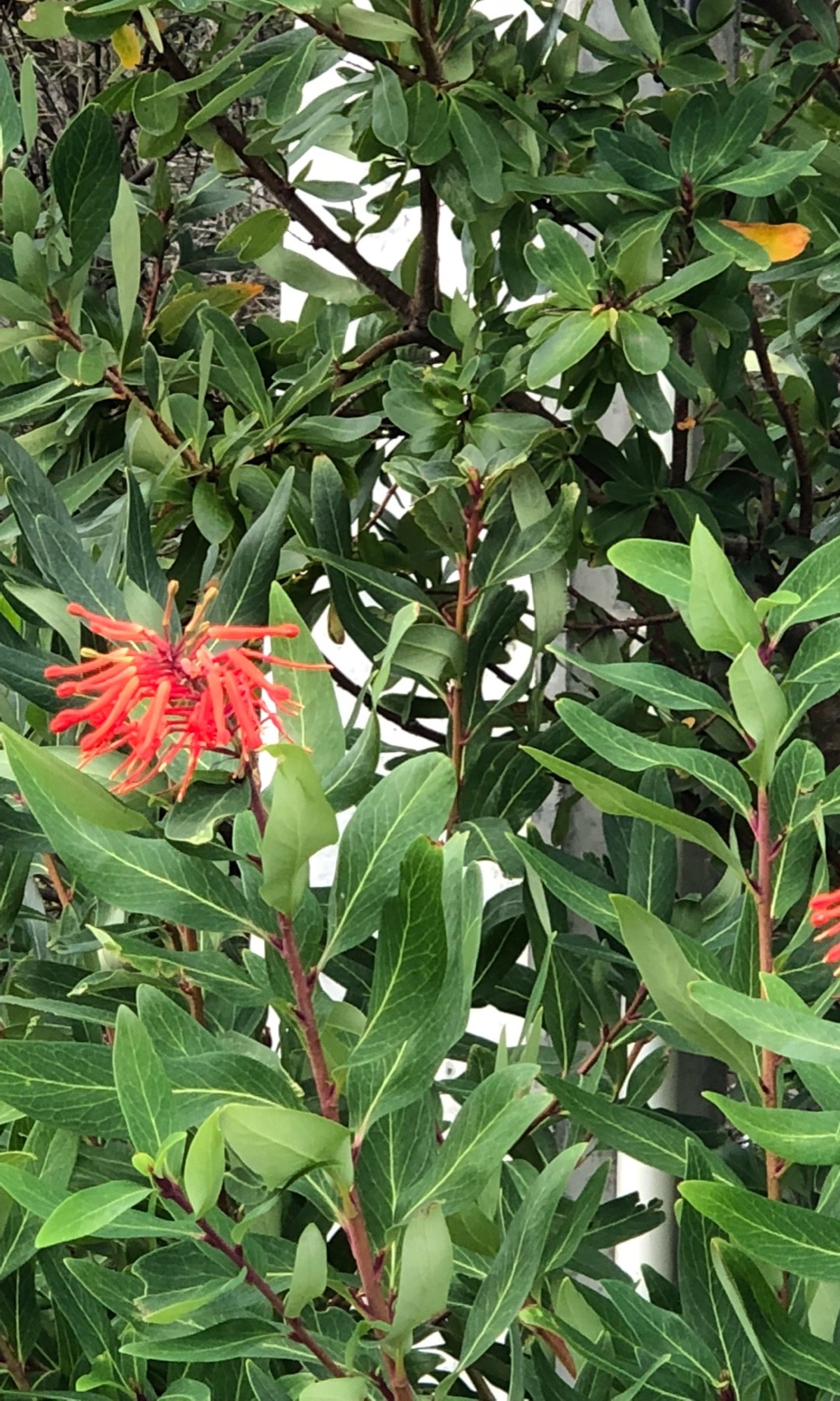 Embothrium - PictureThis