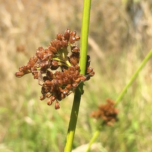 How to Plant and Grow Common rush(Juncus effusus)