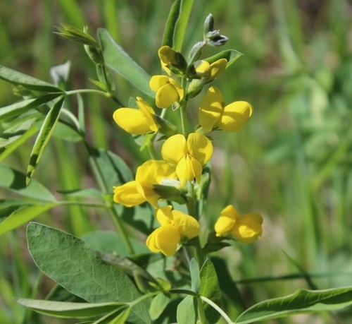Термопсис горный (Thermopsis montana) - PictureThis