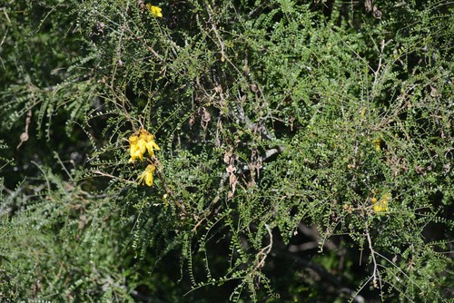 Pelú (Sophora microphylla) - PictureThis