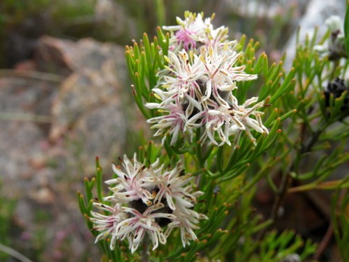 Paranomus - PictureThis