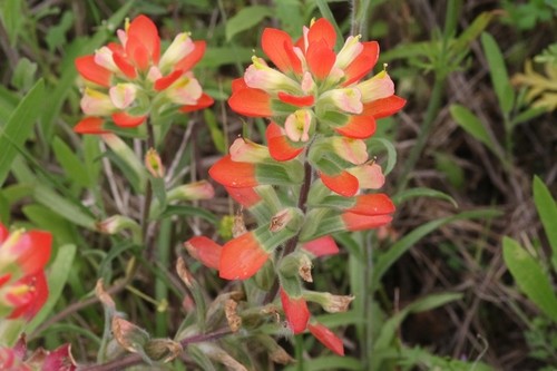 How to Plant and Grow Entireleaf Indian paintbrush(Castilleja indivisa)