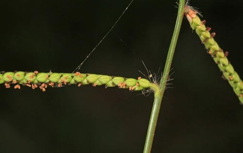 Rumput Australia (Paspalum dilatatum) - PictureThis