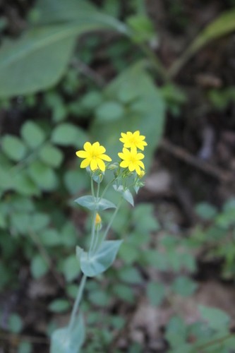 Yellow wort (Blackstonia perfoliata) Flower, Leaf, Care, Uses - PictureThis