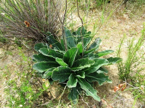 Kalmoes Care (Watering, Fertilize, Pruning, Propagation) - PictureThis