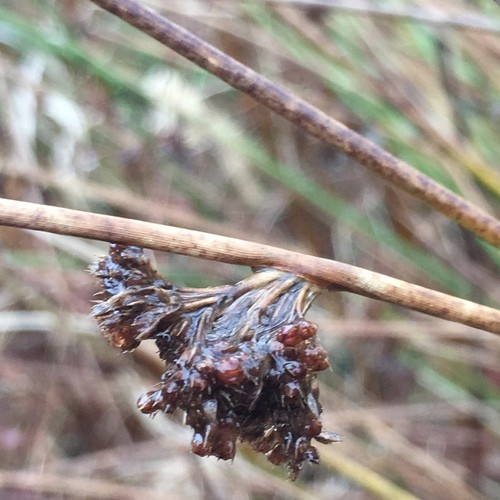 How to Plant and Grow Common rush(Juncus effusus)