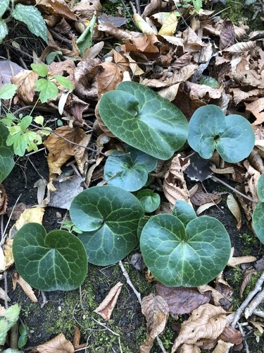 Ásaro (Asarum europaeum) - PictureThis