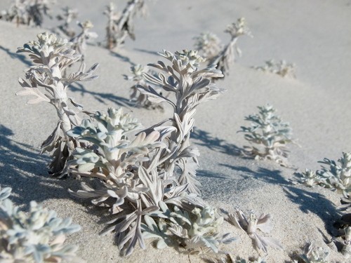 Полынь Стеллера (Artemisia stelleriana) - PictureThis