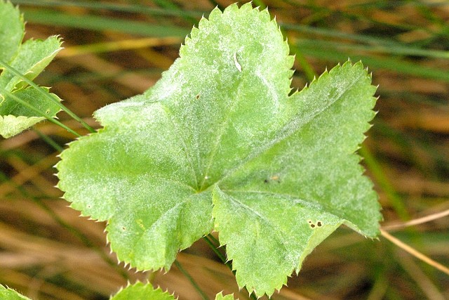 Leotiomycetes Flower, Leaf, Care, Uses - PictureThis