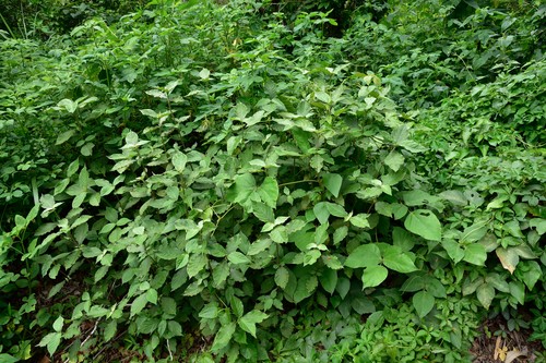 Carrapicho (Achyranthes aspera) - PictureThis
