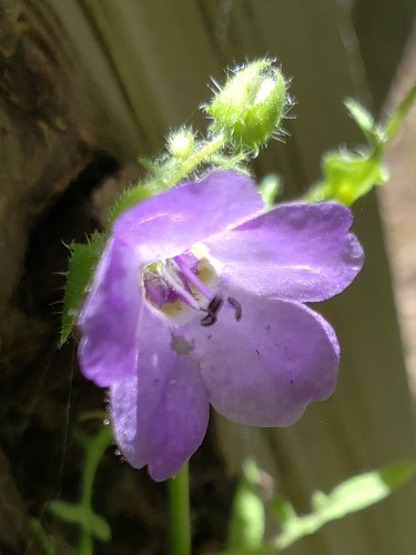 Blue fiesta flower (Pholistoma auritum) Flower, Leaf, Care, Uses ...