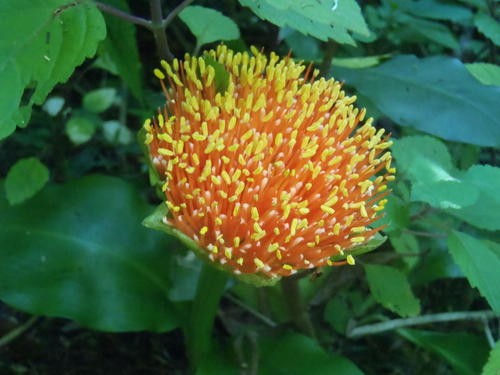 Scadoxus puniceus - PictureThis