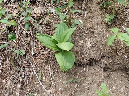 Falso eléboro verde (Veratrum viride) - PictureThis
