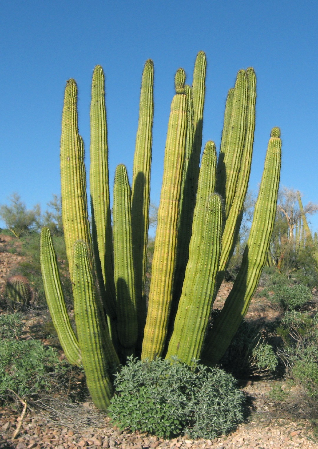 Pitayo dulce (Stenocereus thurberi) - PictureThis