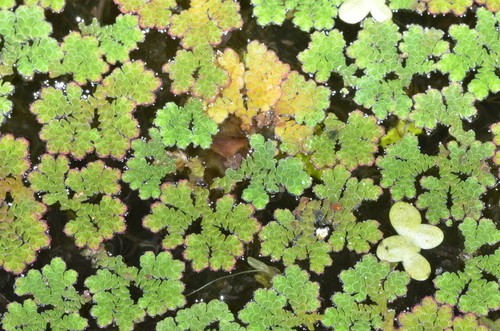 Azolla (Azolla filiculoides) - PictureThis