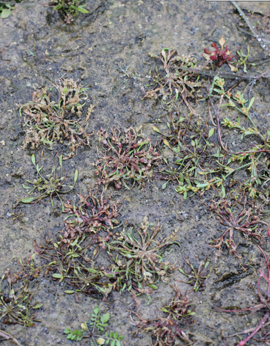 Mossgrass (Coleanthus) Flower, Leaf, Care, Uses - PictureThis