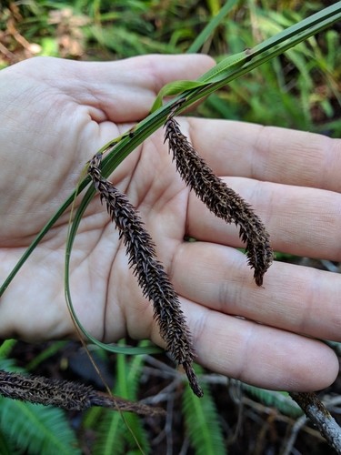 Slough Sedge Care (Watering, Fertilize, Pruning, Propagation) - PictureThis