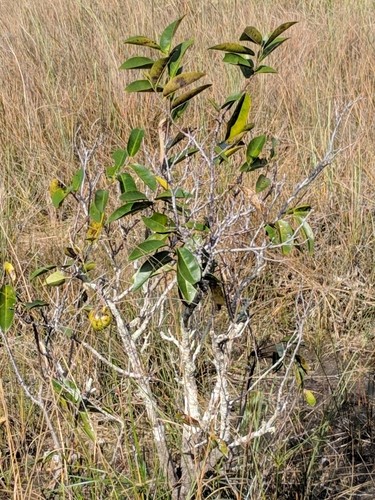 Anón liso (Annona glabra) - PictureThis