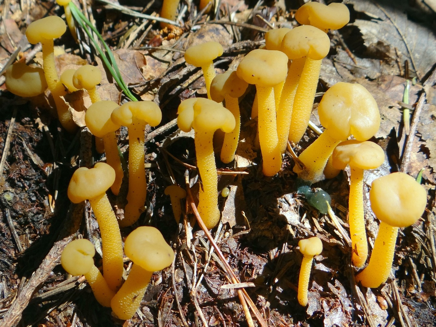 Slemmurkling (Leotia lubrica) - PictureThis