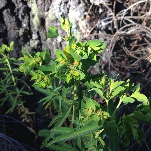 Spurges (Euphorbia) Flower, Leaf, Care, Uses - PictureThis