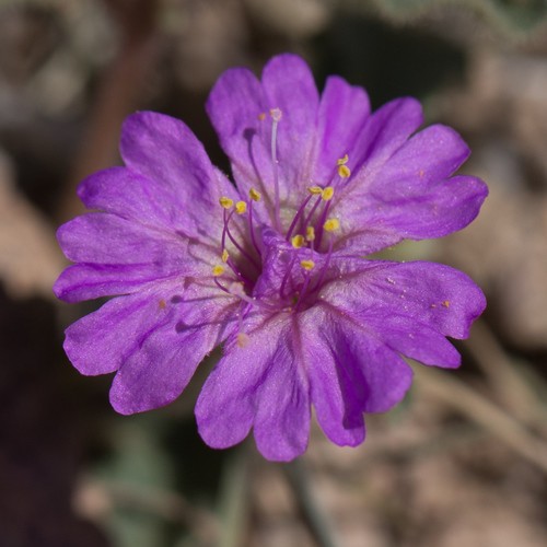 Windmills (Allionia) Flower, Leaf, Care, Uses - PictureThis