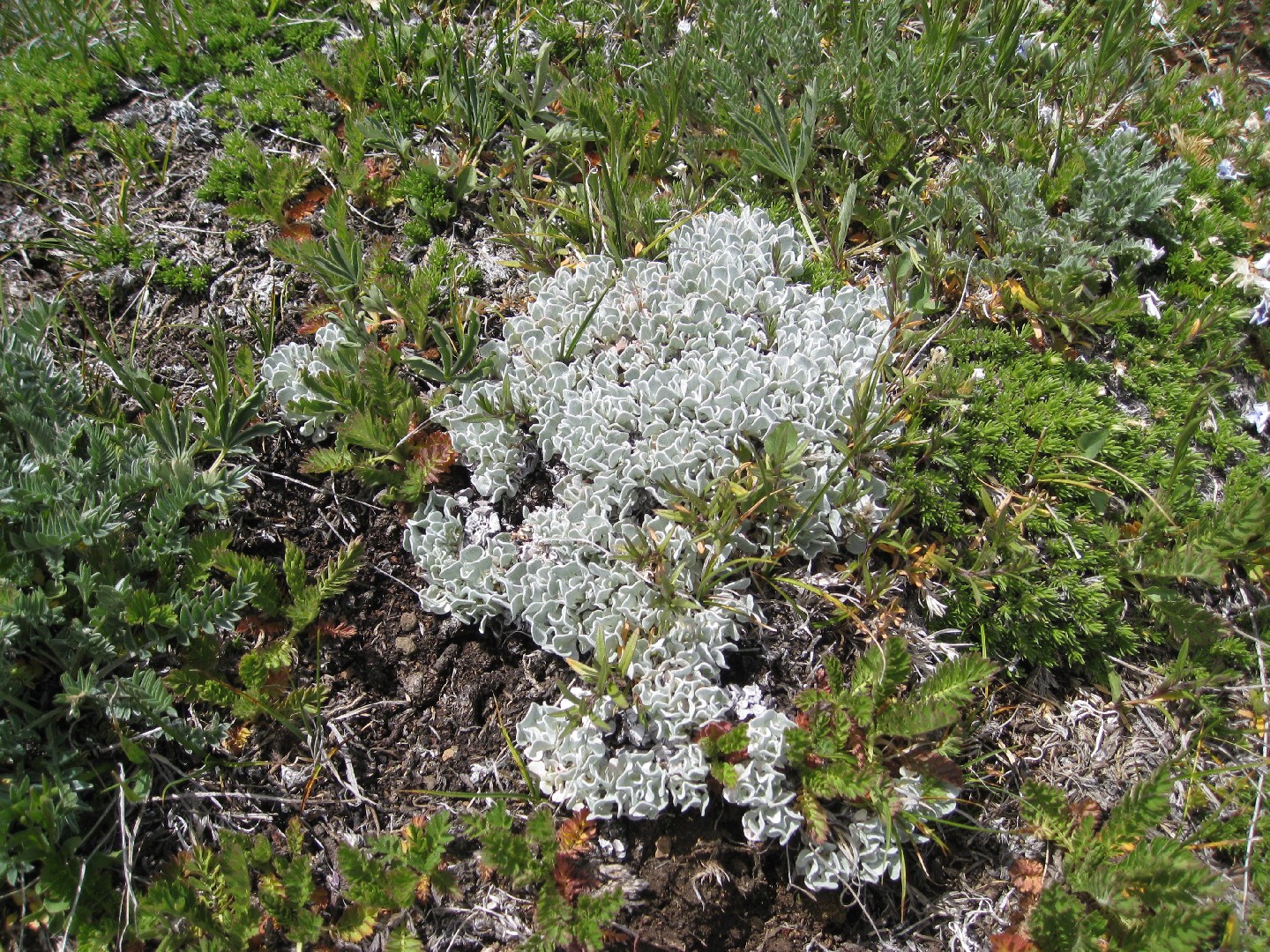 Alforfón de hoja ovalada (Eriogonum ovalifolium) - PictureThis
