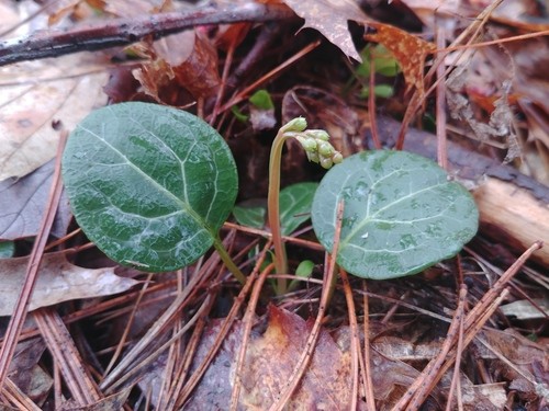 Pyrola americana - PictureThis