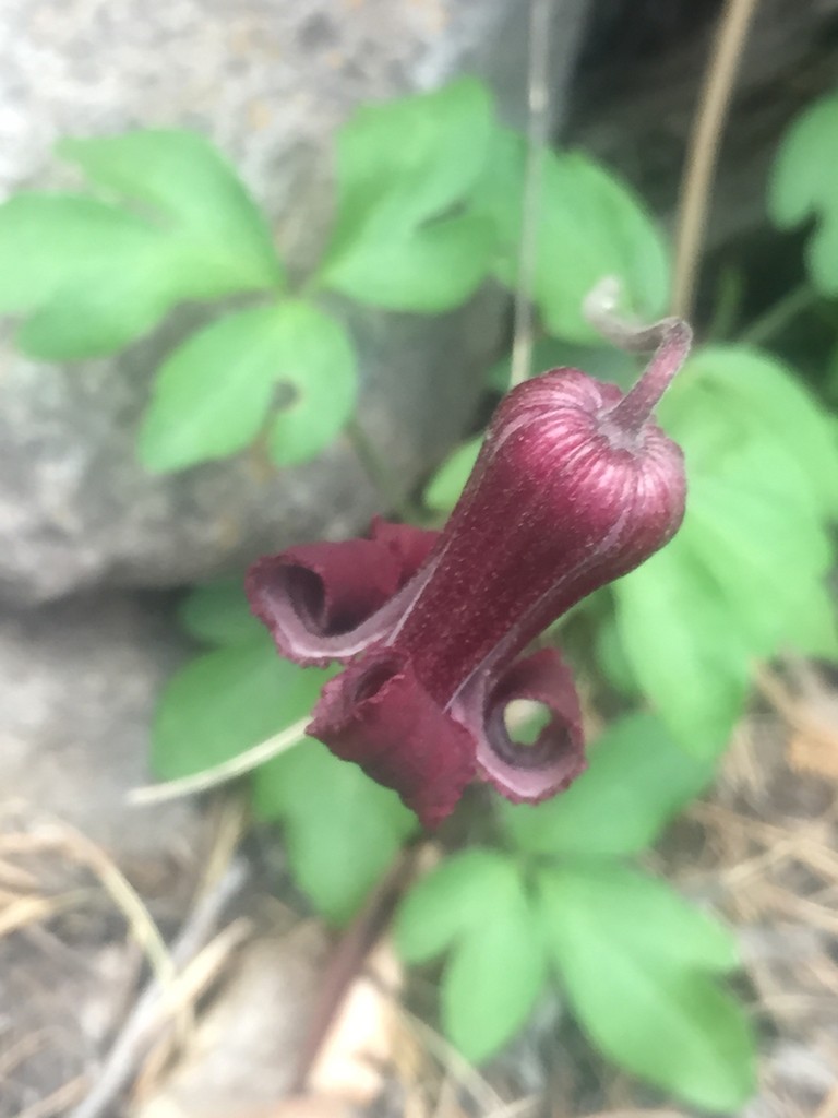 Clematis pitcheri - PictureThis