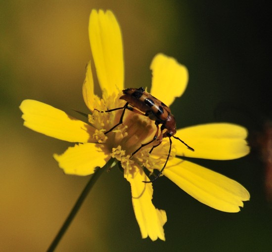 Balduina angustifolia - PictureThis