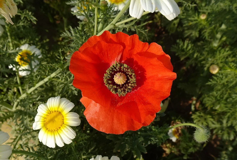 Amapola oriental (Papaver orientale) - PictureThis