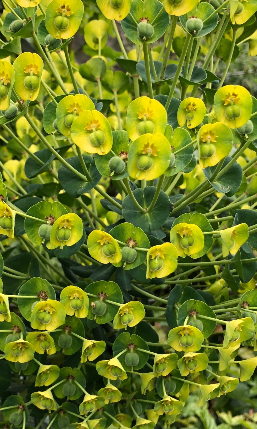 How much light does Grainfield spurge need for photosynthesis ...