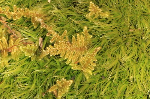 Brocade moss (Hypnum imponens) Flower, Leaf, Care, Uses - PictureThis