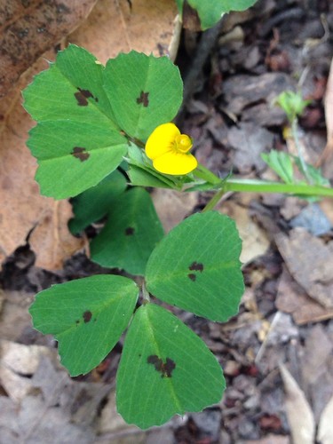 Spotted medick (Medicago arabica) Flower, Leaf, Care, Uses - PictureThis