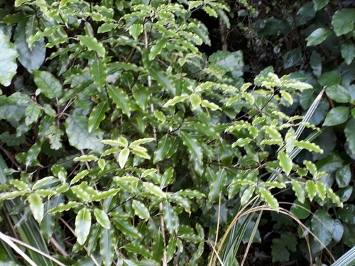 Lemonwood (Pittosporum eugenioides) Flower, Leaf, Care, Uses - PictureThis