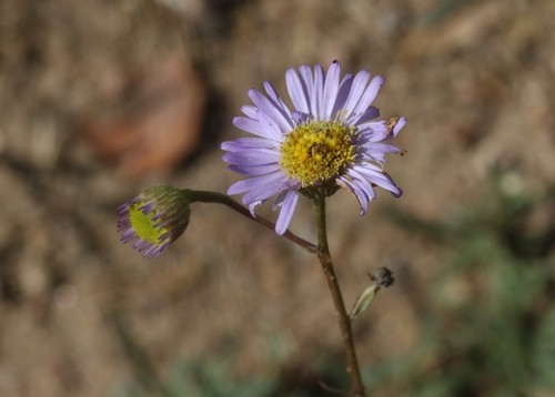 Frondoso fleabane (Erigeron foliosus) - PictureThis